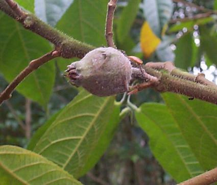 PlantNET - FloraOnline